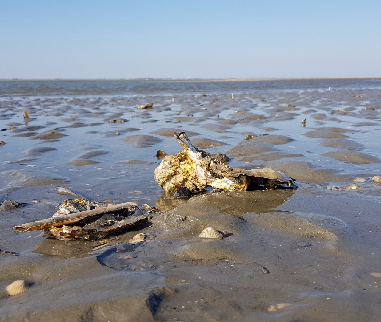 Wadloopcentrum Pieterburen - Al 50 jaar wadlopen op het wad