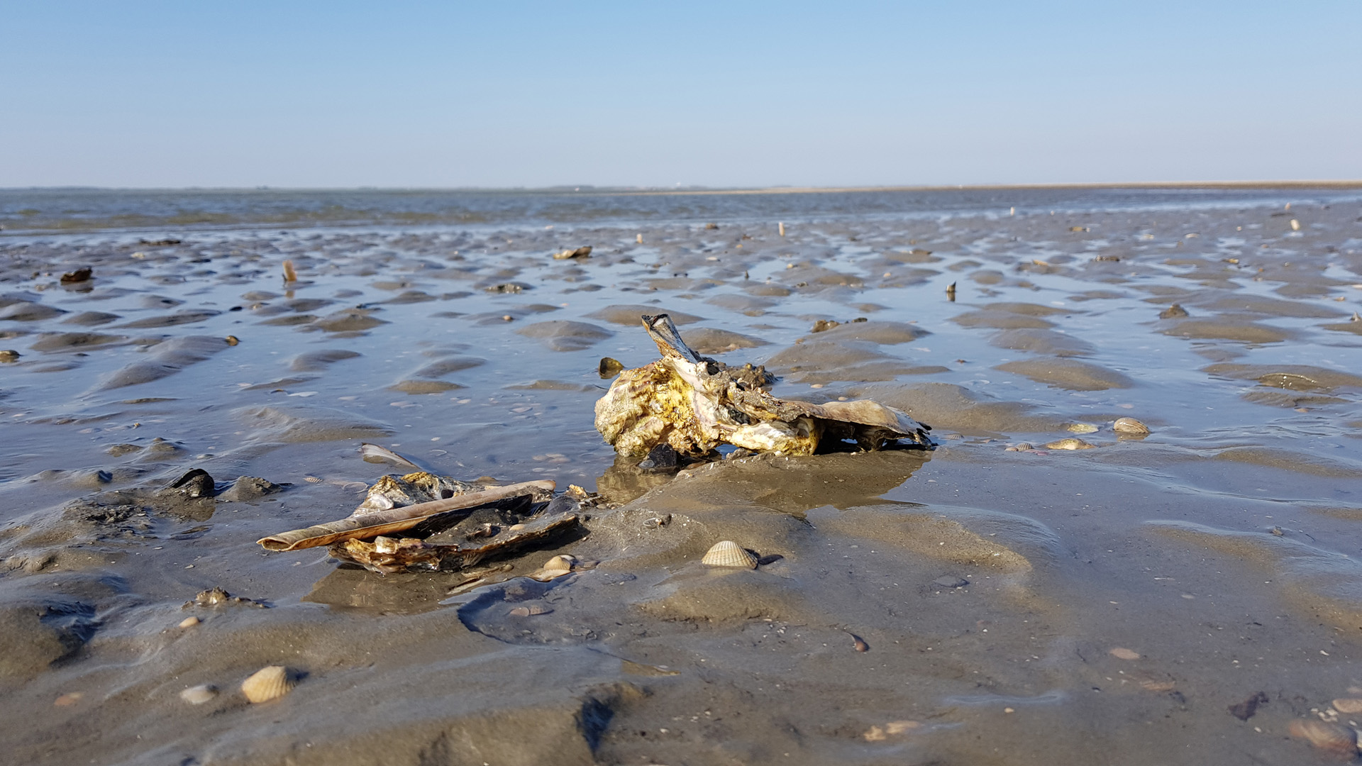 Wadloopcentrum Pieterburen - Al 50 jaar wadlopen op het wad